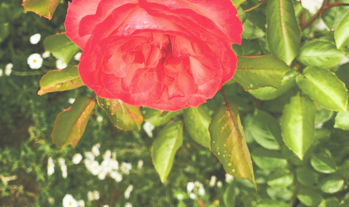 Living the Authentic Life-What does that mean?